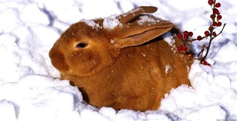 10 самых милых животных на планете Пикабу