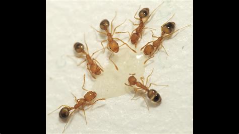 Муравьи в квартире ? Лучшее средство спустя год использования . - YouTube