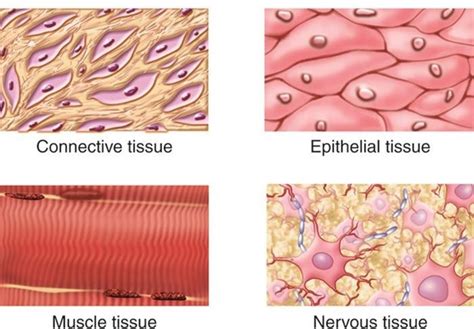 Why Is Histology Important · Get A Professor