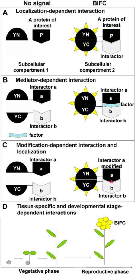 Different Uses Of Bifc A Interactions Can Occur Only If Two Proteins Download Scientific