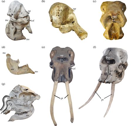 Elephant Skeleton Head