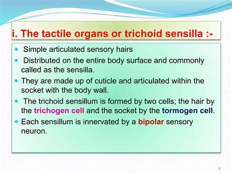 Insect Sense Organs Pptx