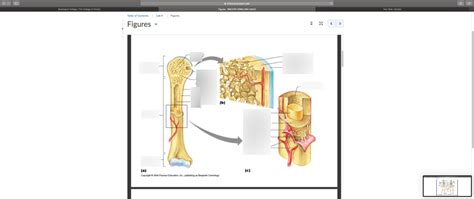 Bone Diagram Quizlet