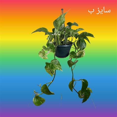 قیمت و خرید گل آویز پتوس 51