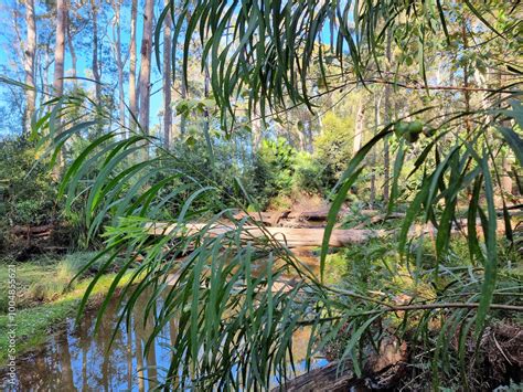 Fallen Gum Tree Across A Stream On The Duras Lake Discovery Trail