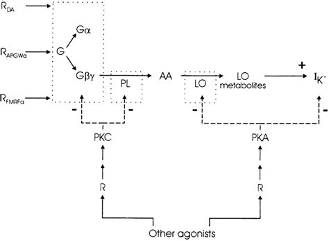Minimal Hypothetical Scheme Of The Signal Transduction Routes Involved