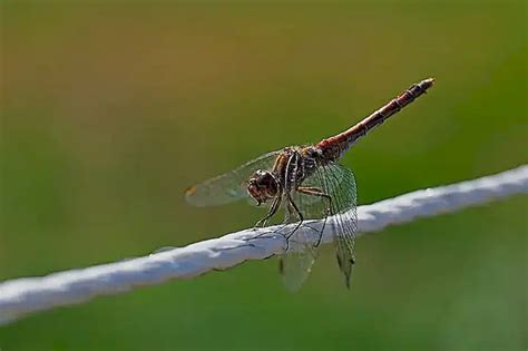 Pododermatitis En Perros Tratamiento Efectivo Y Alternativas Naturales