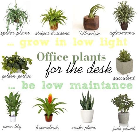 Best Indoor Plants For Cubicle At Cole Gault Blog