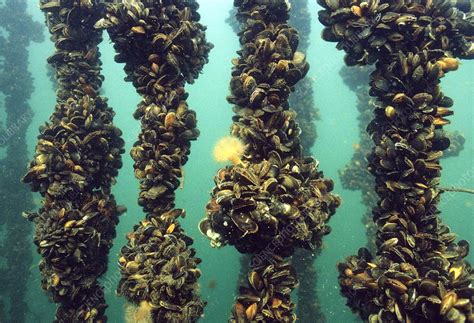 Mussel Farming Stock Image E7660091 Science Photo Library
