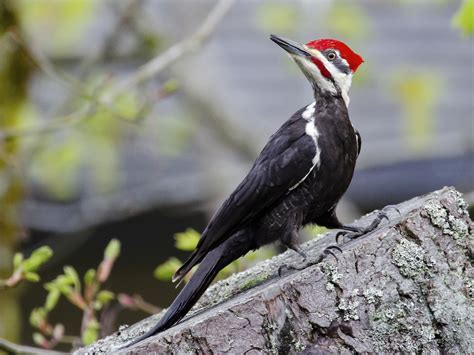 Pileated Woodpecker Dryocopus Pileatus Birds Of The World