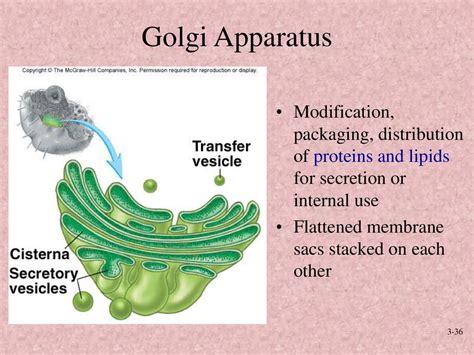 Review Cell Structure And Function Ppt Download