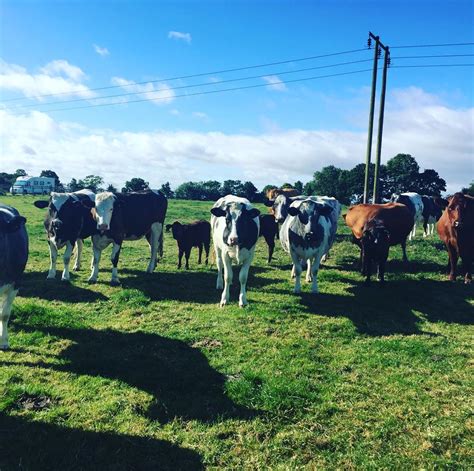 Springhill Farm Camping Added A Springhill Farm Camping