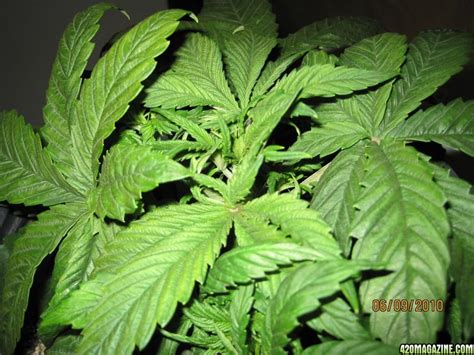 Help Requested To Determine Sex Of Plants Magazine