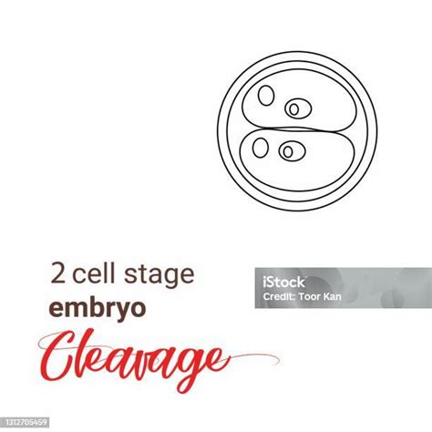 Vetores De Ilustração Do Embrião Estágio Zigoto Ícone Do Palco Da
