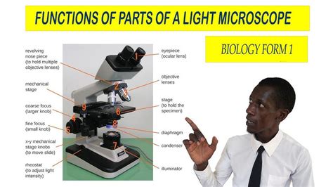 Parts Of A Microscope With Functions And Labeled Diagram