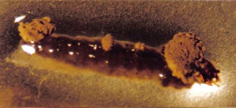 Late Instar Anopheles Walkeri Larvae Infected With M Anisopliae Download Scientific Diagram