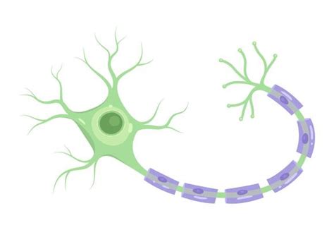 Axon Vector Art Icons And Graphics For Free Download