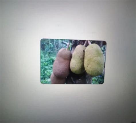 Bio Tech Grade Micro Nutrient Macro Impact Packaging Size 1 Kg At Rs 50 Kg In Paradwip