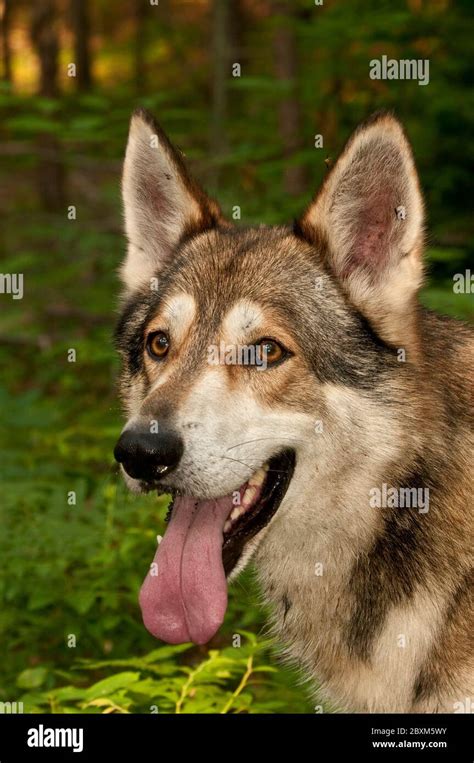 Wolf And Husky Mix