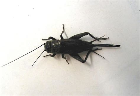 Field Crickets