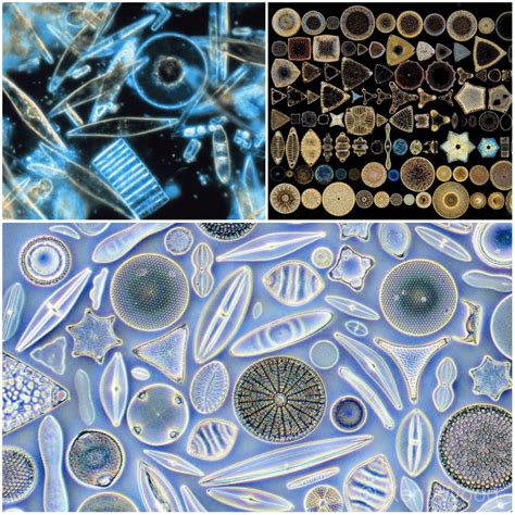 🔥 Diatoms Are Single Celled Algae And A Type Of Phytoplankton Only