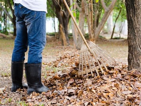 Leaf Raking Program Available For Fanwood Seniors Disabled Residents