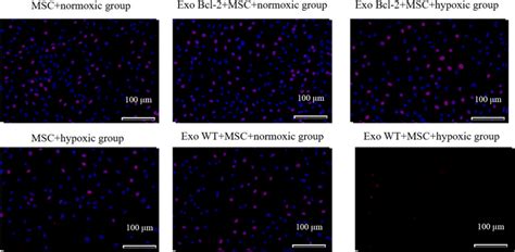 Immunofluorescence Staining Analysis Download Scientific Diagram