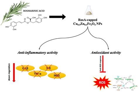 Anti‐inflammatory And Antioxidant Effects Of Rosmarinic Acid