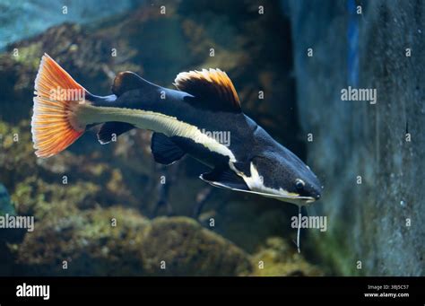 Flathead Catfish In An Aquarium Flathead Catfish Is The Only