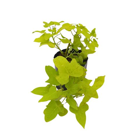 Ipomea Verde Vivo Interior