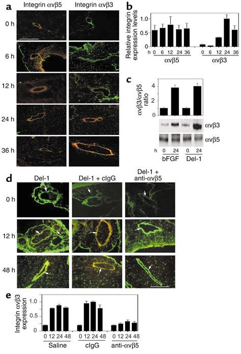 Del 1 Interactions With αvβ5 Regulate Integrin αvβ3 Expression A And