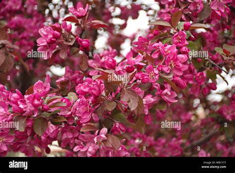 Pink Blooming Tree Stock Photo Alamy