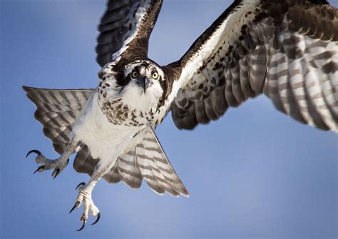 Cool Birds Of Prey