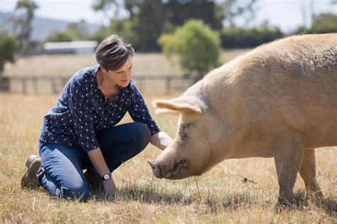 Pig Gassing Footage Highlights Broken Animal Welfare System — Australian Alliance for Animals