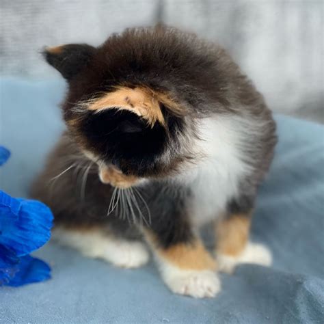 649 Diana Lady Polydactyl 6644 R Maine Coon Female Kitten Kittens Up