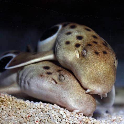 Epaulette Shark Pair Fast Delivery Abyss Aquatics Uk
