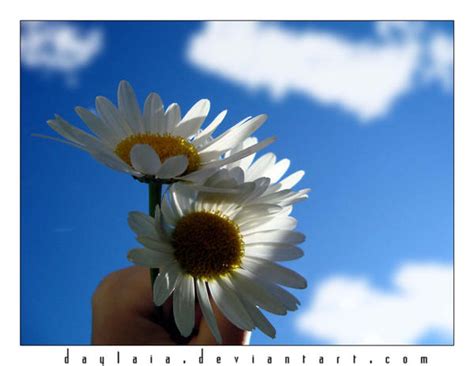 Daisy In The Sky By Daylaia On Deviantart