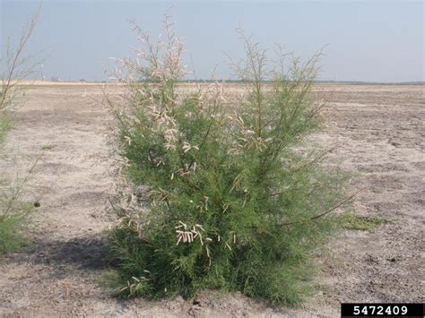 Canary Island Tamarisk Tamarix Canariensis Willd