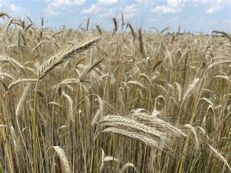 How Do Small Grains Grow And Develop Harnessing This Knowledge To Improve Management