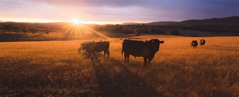 Claytons Organic Endeavour Meats