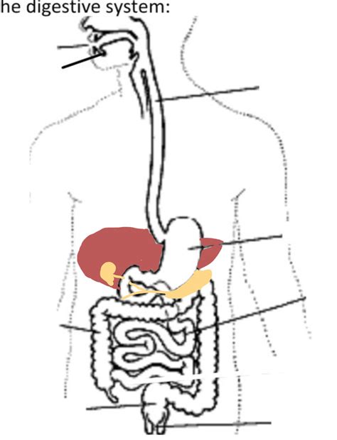 Diagram Of Digestion System Diagram Quizlet