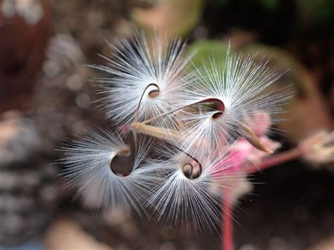 Geranium Seed Pod Burst In My Garden Celeste Goulding Flickr