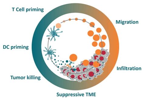 Understanding The Cancer Immunity Cycle To Improve Cancer Immunotherapy Development