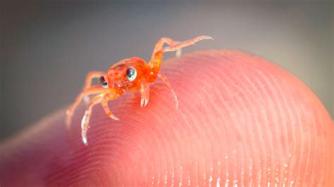 How Do Crabs Have Babies Female Crabs Can Only Mate After They Molt Or Shed Their Shell