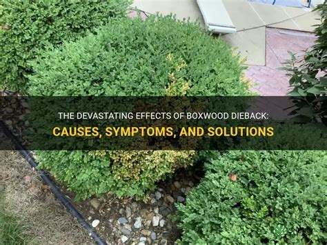 The Devastating Effects Of Boxwood Dieback Causes Symptoms And