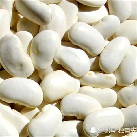 白芸豆百度百科
