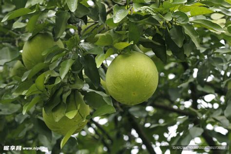 大柚子 摄影图 水果 生物世界 摄影图库 昵图网