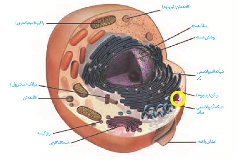 تدریس اندامک های سلول زیست شناسی دهم تجربی کنکور آکادمی امروز