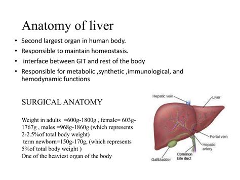 Liver Anatomy And Physiology 1pptbbbx Pptx