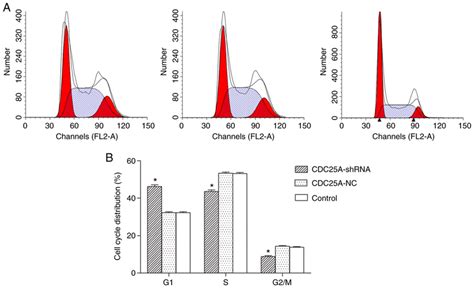 Effects Of Cdc25a On The Hepg2 Cell Cycle A Cell Cycles In The Download Scientific Diagram